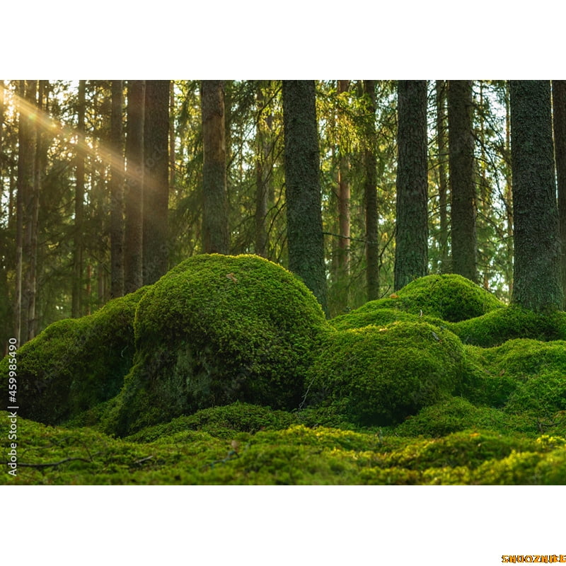 Tropical Rainforest Coniferous Forest Moss Fall Tree Photography ...
