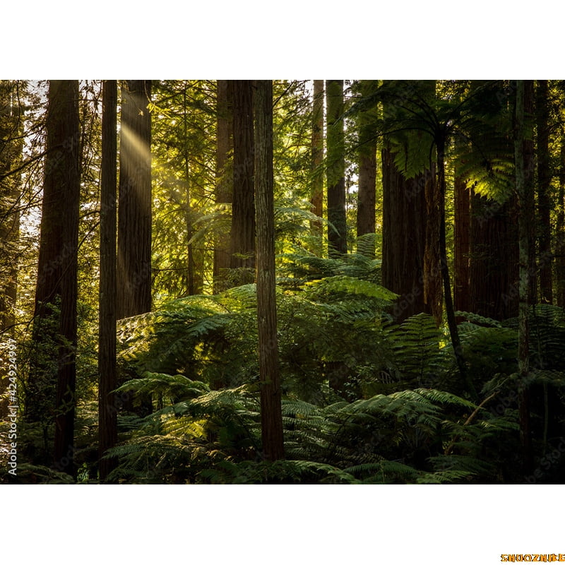 Tropical Rainforest Coniferous Forest Moss Fall Tree Photography ...