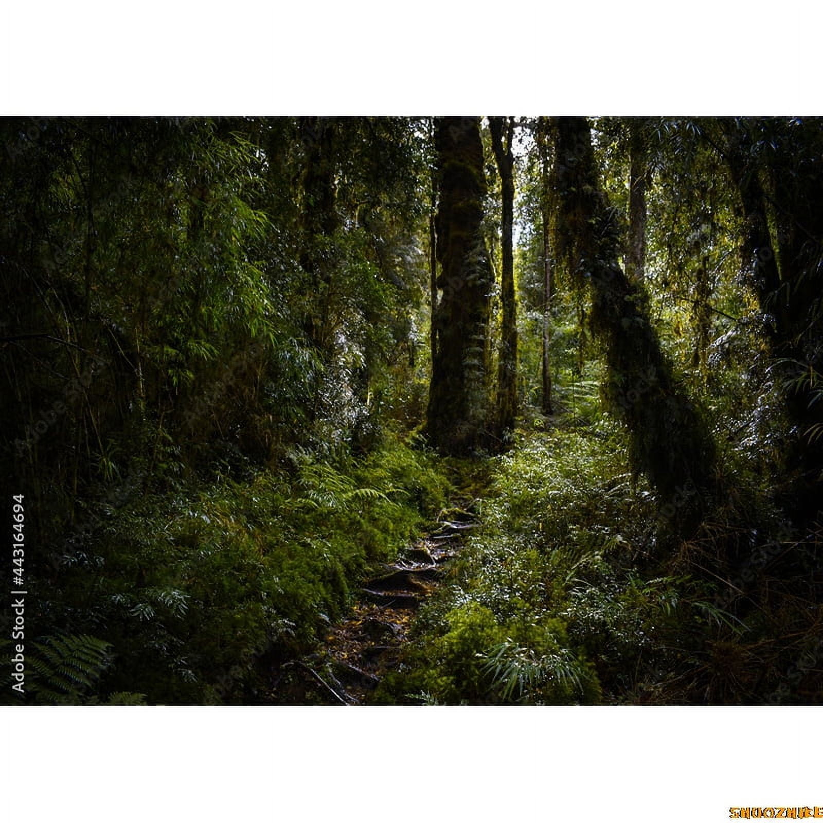 Tropical Rainforest Coniferous Forest Moss Fall Tree Photography ...