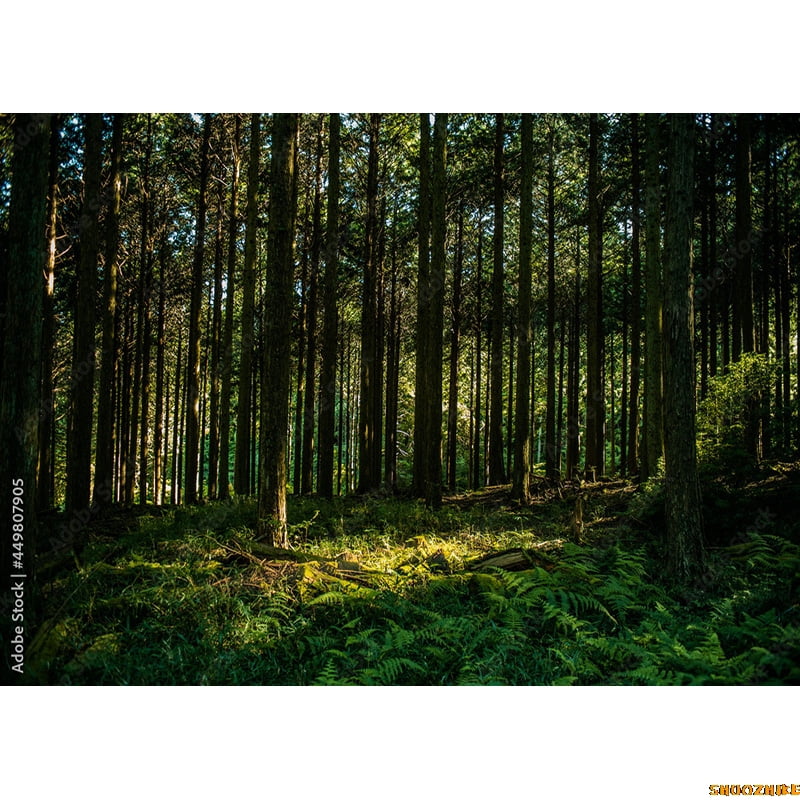 Tropical Rainforest Coniferous Forest Moss Fall Tree Photography ...