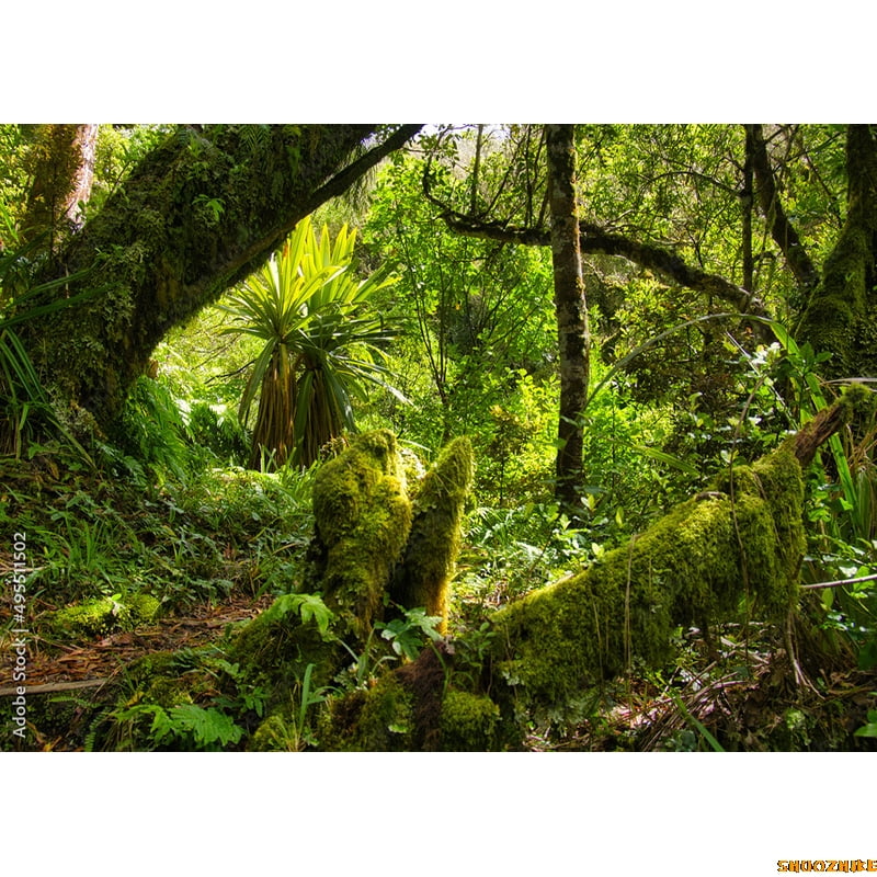 Tropical Rainforest Coniferous Forest Moss Fall Tree Photography ...