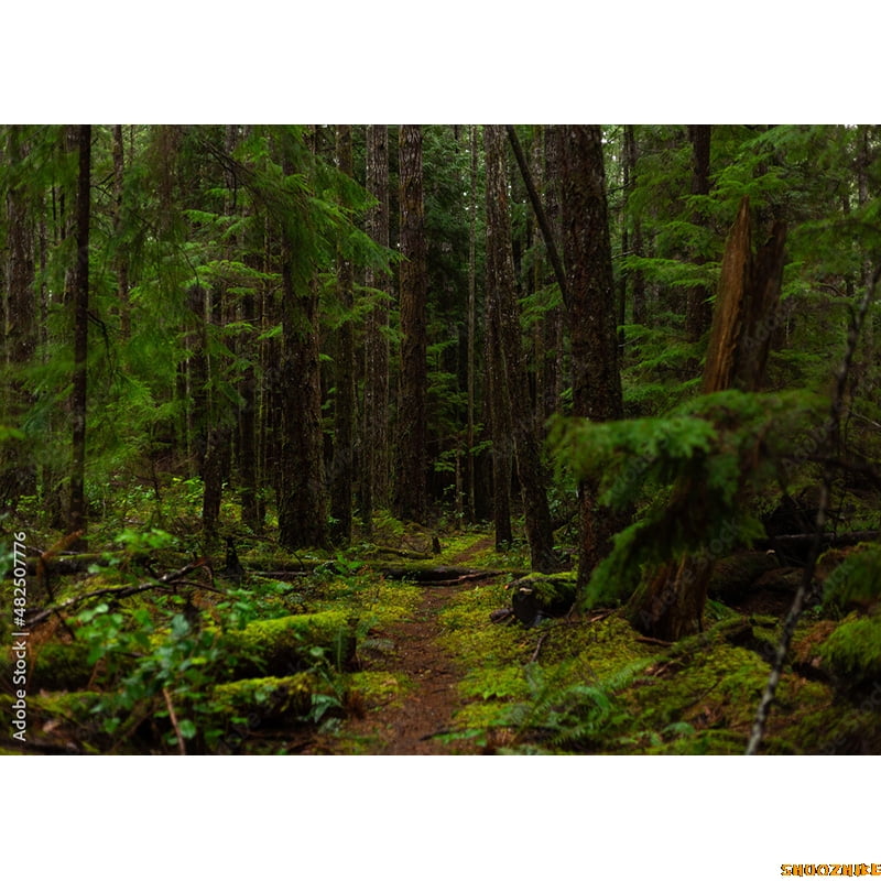 Tropical Rainforest Coniferous Forest Moss Fall Tree Photography ...