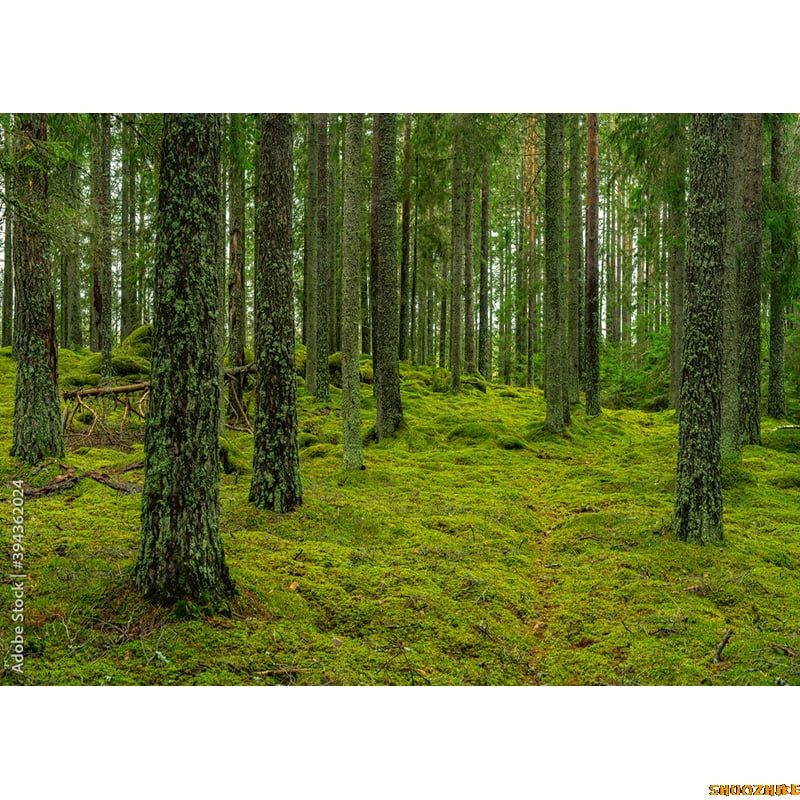 Tropical Rainforest Coniferous Forest Moss Fall Tree Photography ...