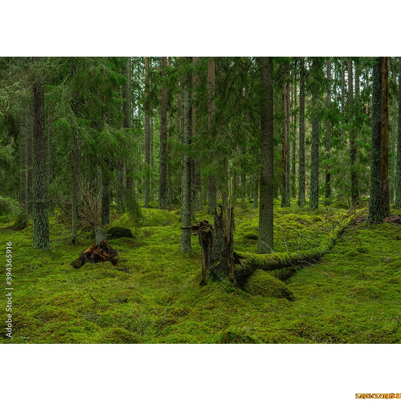 Tropical Rainforest Coniferous Forest Moss Fall Tree Photography ...