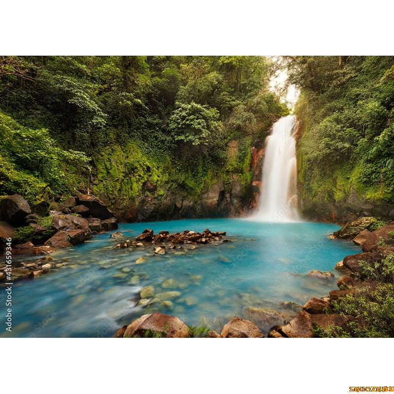 Tropical Rainforest Coniferous Forest Moss Fall Tree Photography ...