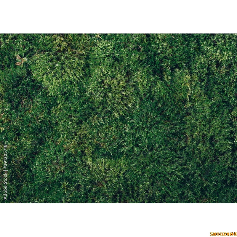 Tropical Rainforest Coniferous Forest Moss Fall Tree Photography ...