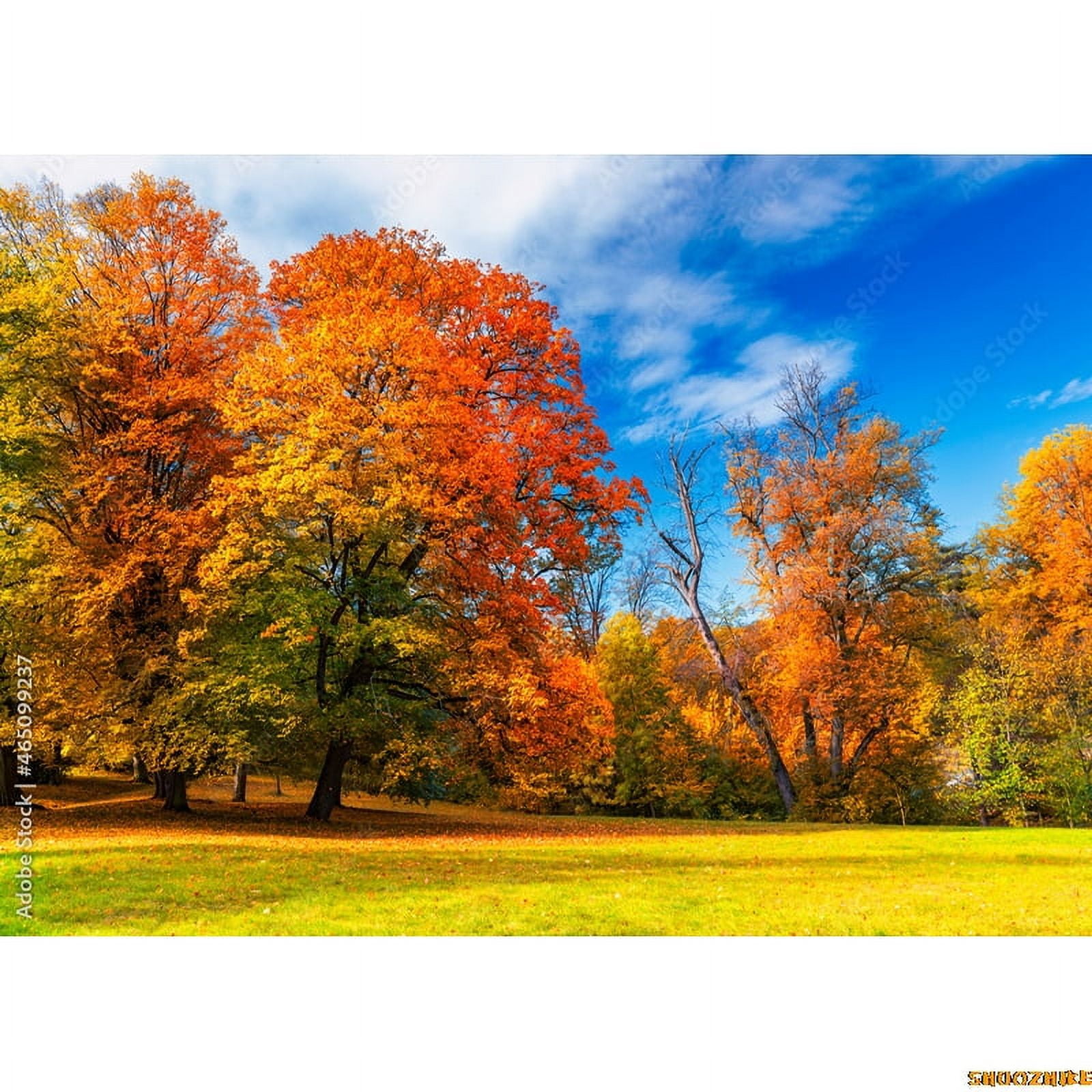 Tropical Rainforest Coniferous Forest Moss Fall Tree Photography ...