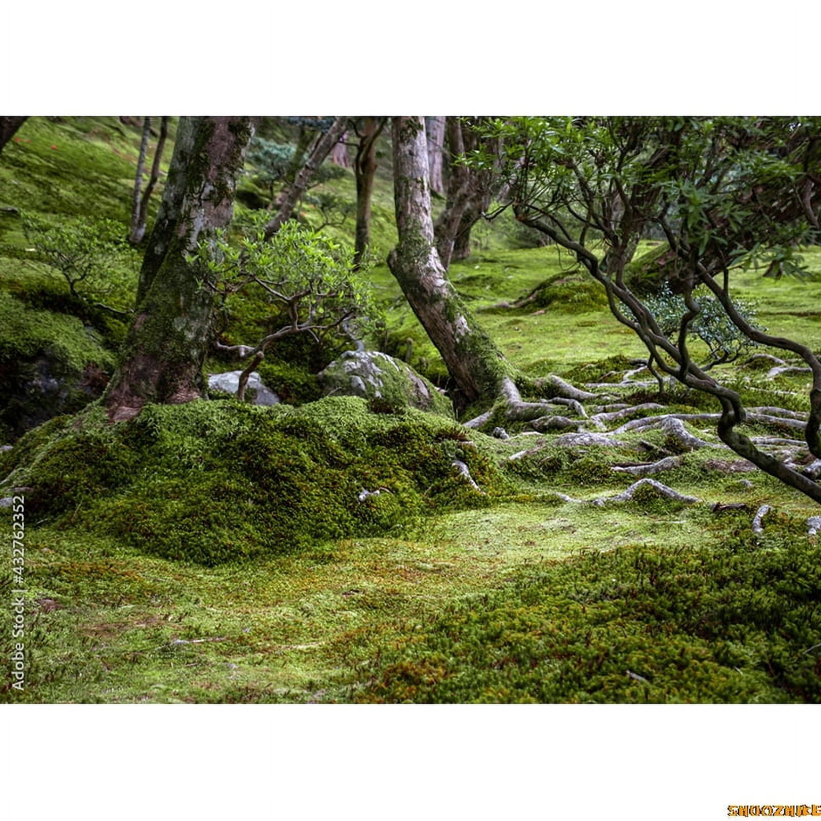 Tropical Rainforest Coniferous Forest Moss Fall Tree Photography ...