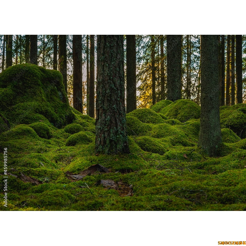Tropical Rainforest Coniferous Forest Moss Fall Tree Photography ...