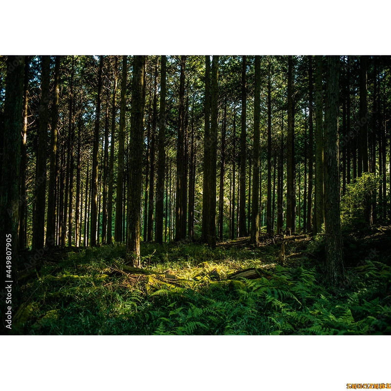 Tropical Rainforest Coniferous Forest Moss Fall Tree Photography ...
