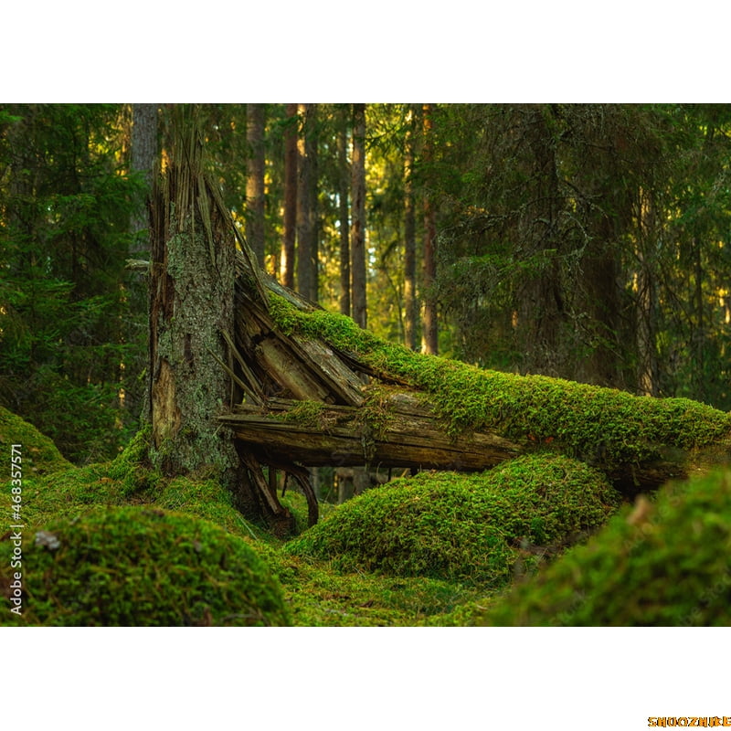 Tropical Rainforest Coniferous Forest Moss Fall Tree Photography ...