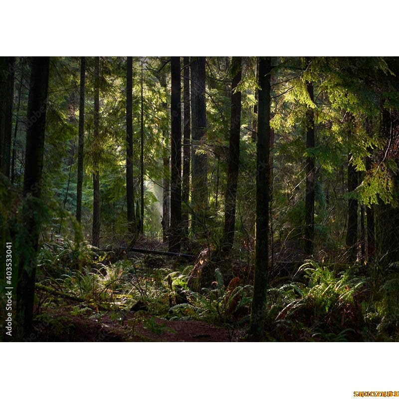 Tropical Rainforest Coniferous Forest Moss Fall Tree Photography ...