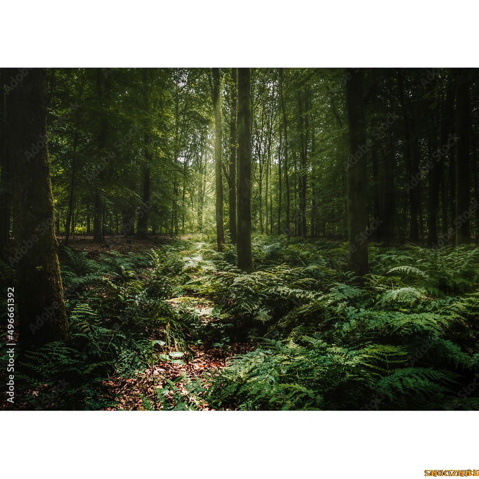 Tropical Rainforest Coniferous Forest Moss Fall Tree Photography ...