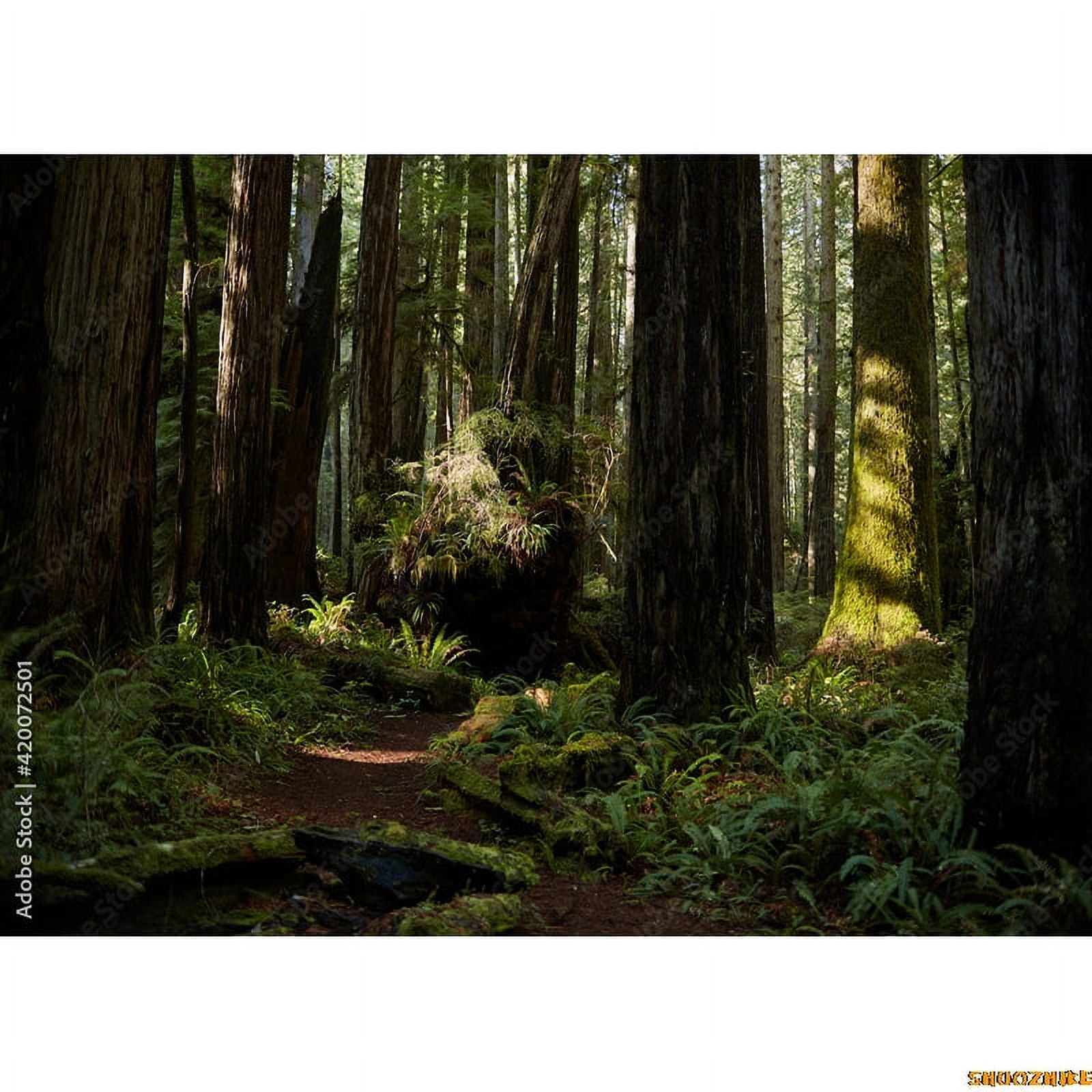 Tropical Rainforest Coniferous Forest Moss Fall Tree Photography ...