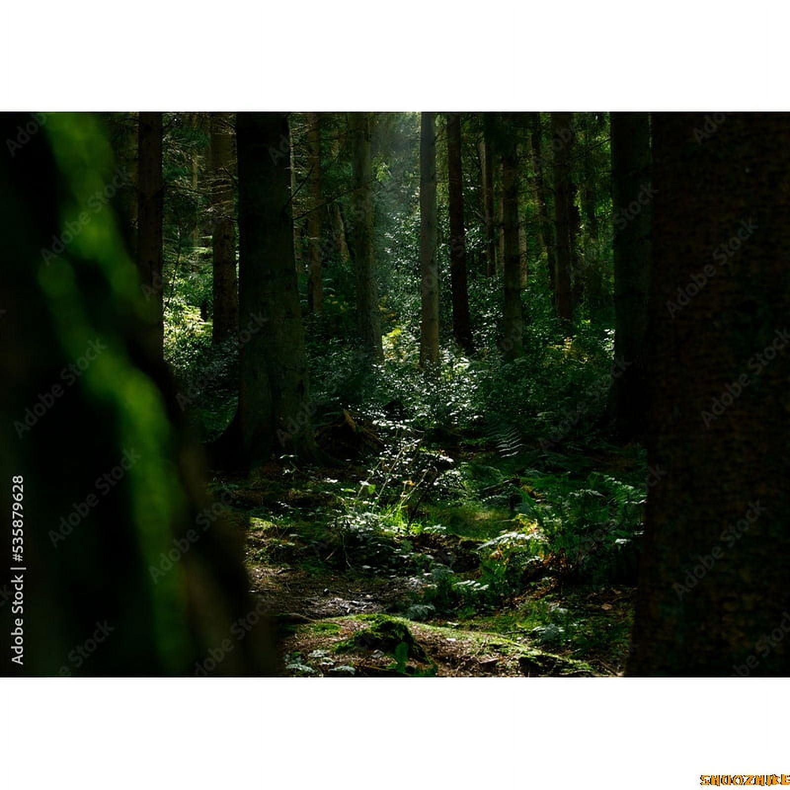 Tropical Rainforest Coniferous Forest Moss Fall Tree Photography ...