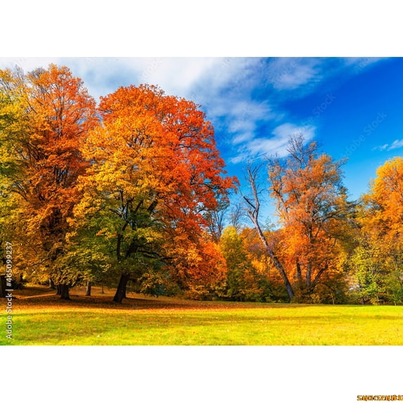 Tropical Rainforest Coniferous Forest Moss Fall Tree Photography ...