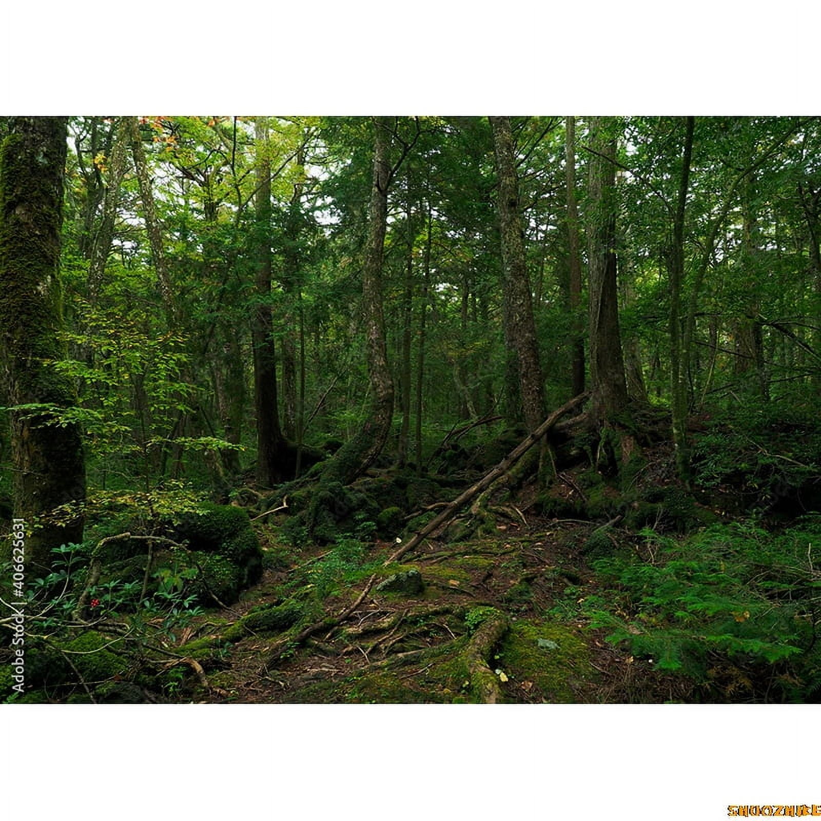 Tropical Rainforest Coniferous Forest Moss Fall Tree Photography ...