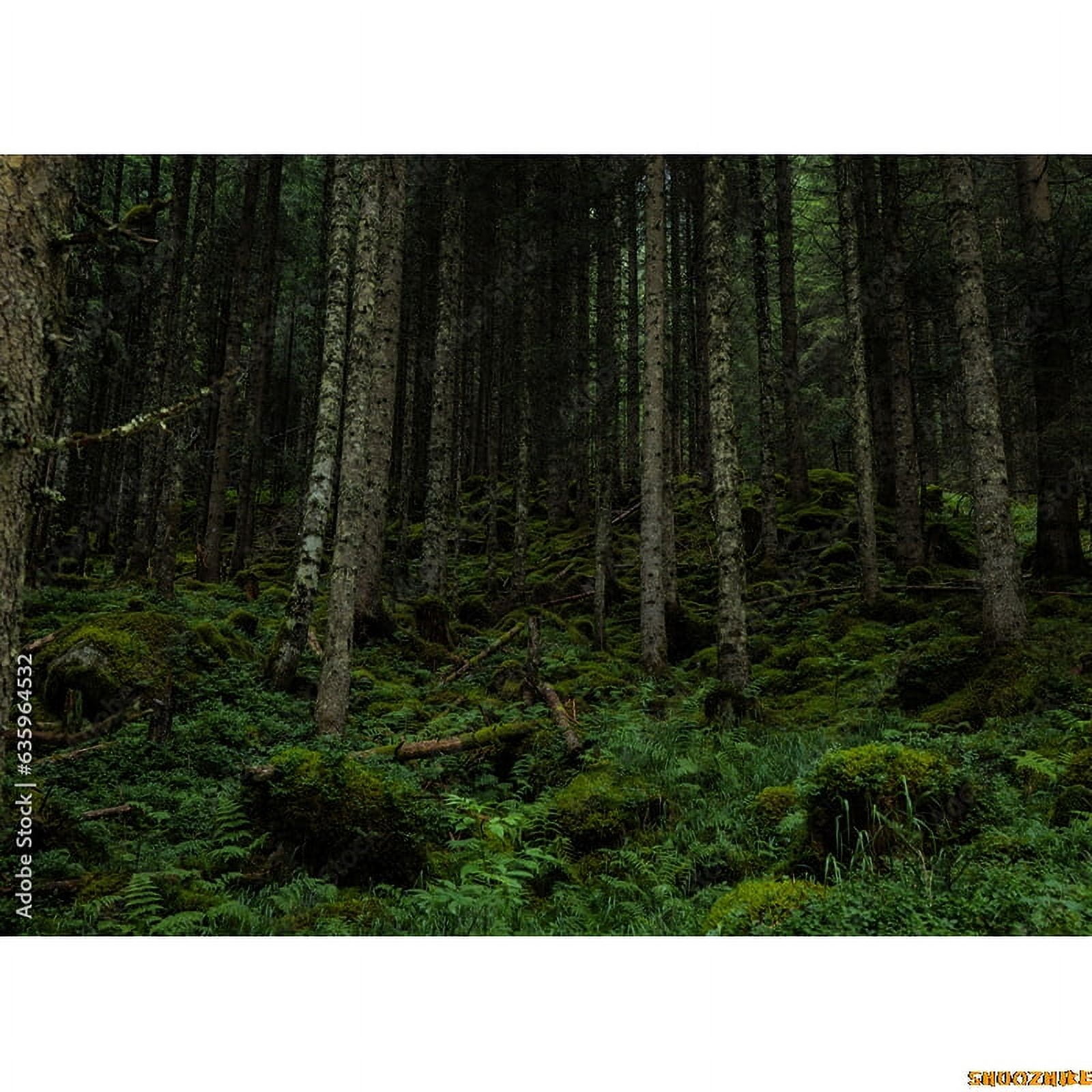 Tropical Rainforest Coniferous Forest Moss Fall Tree Photography ...
