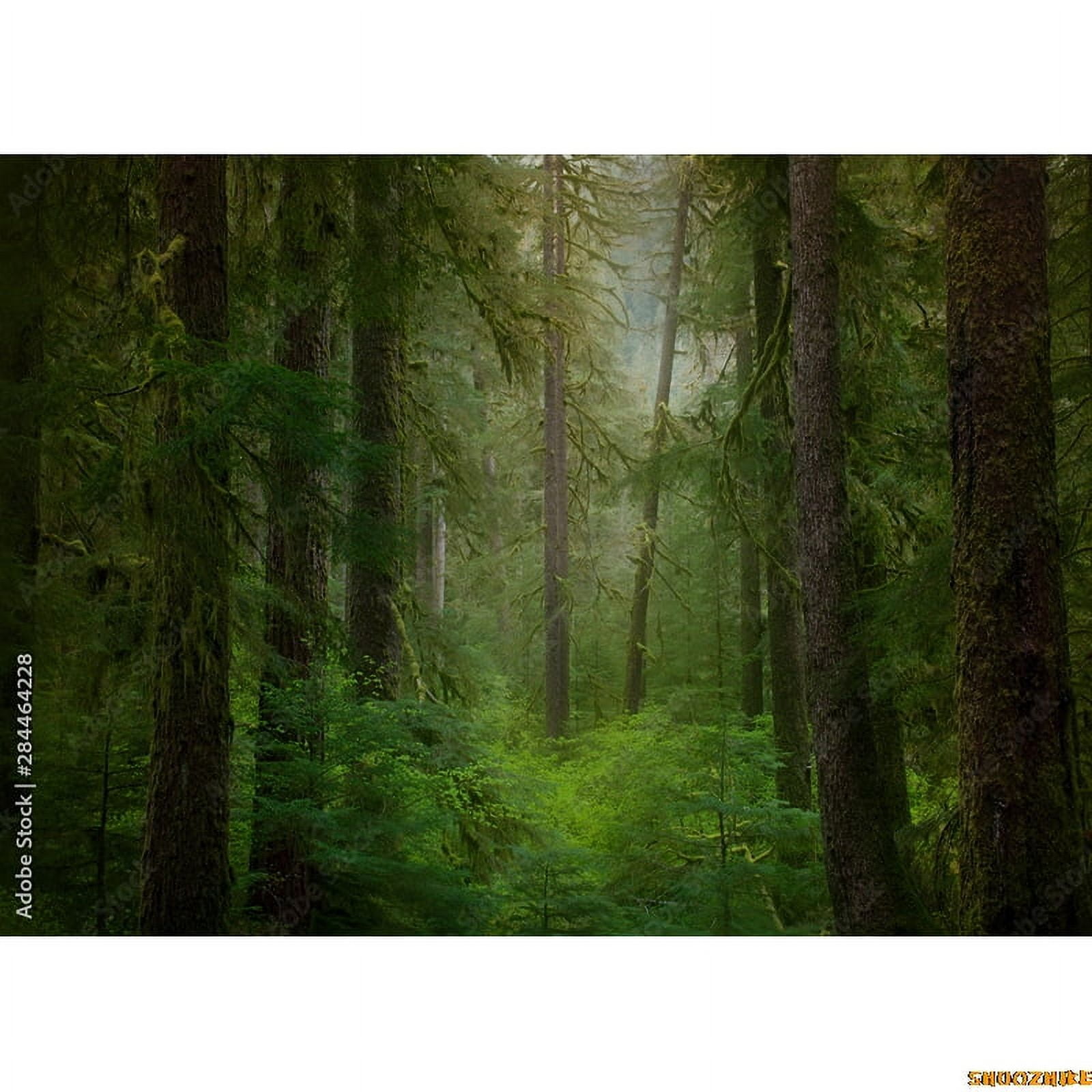 Tropical Rainforest Coniferous Forest Moss Fall Tree Photography ...