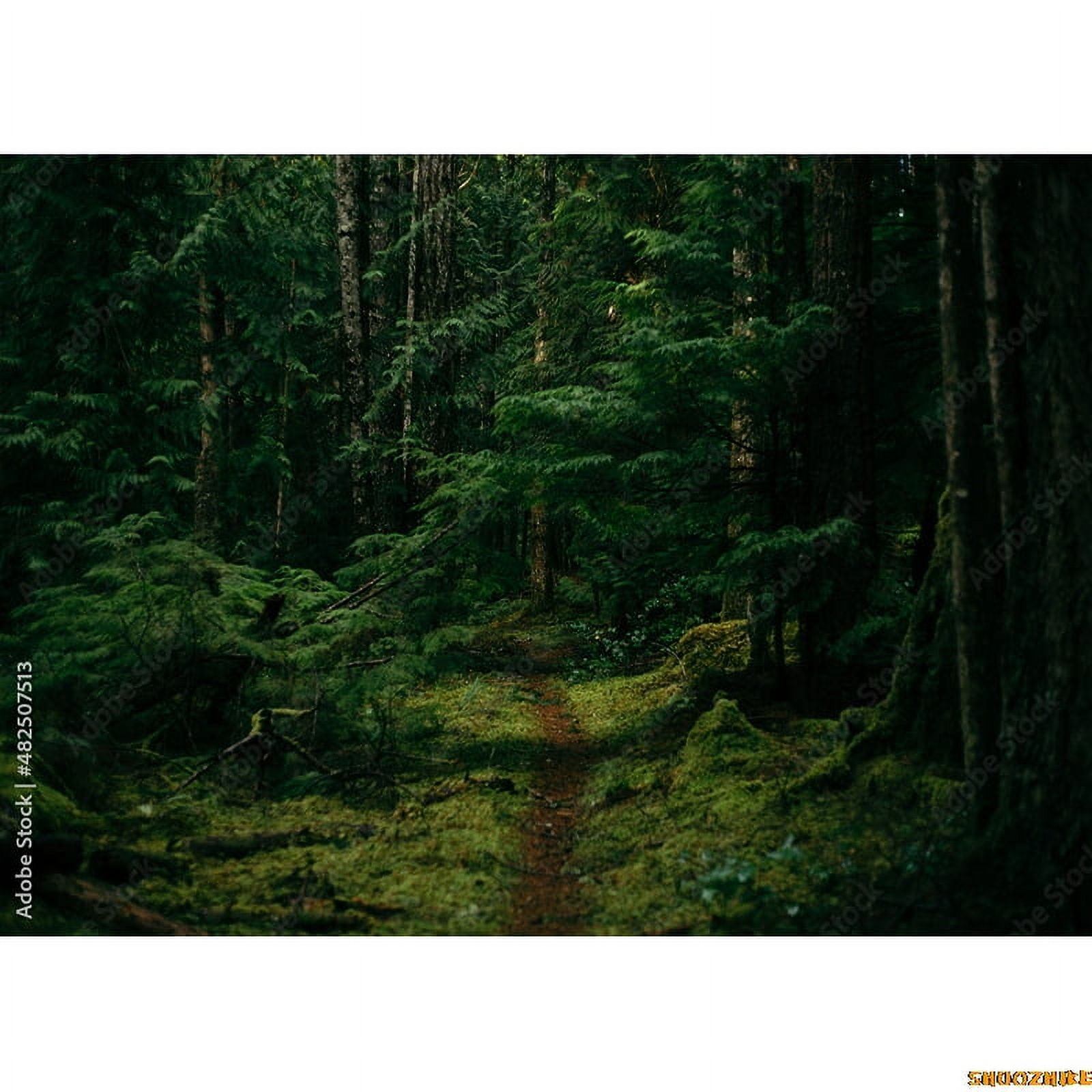 Tropical Rainforest Coniferous Forest Moss Fall Tree Photography ...