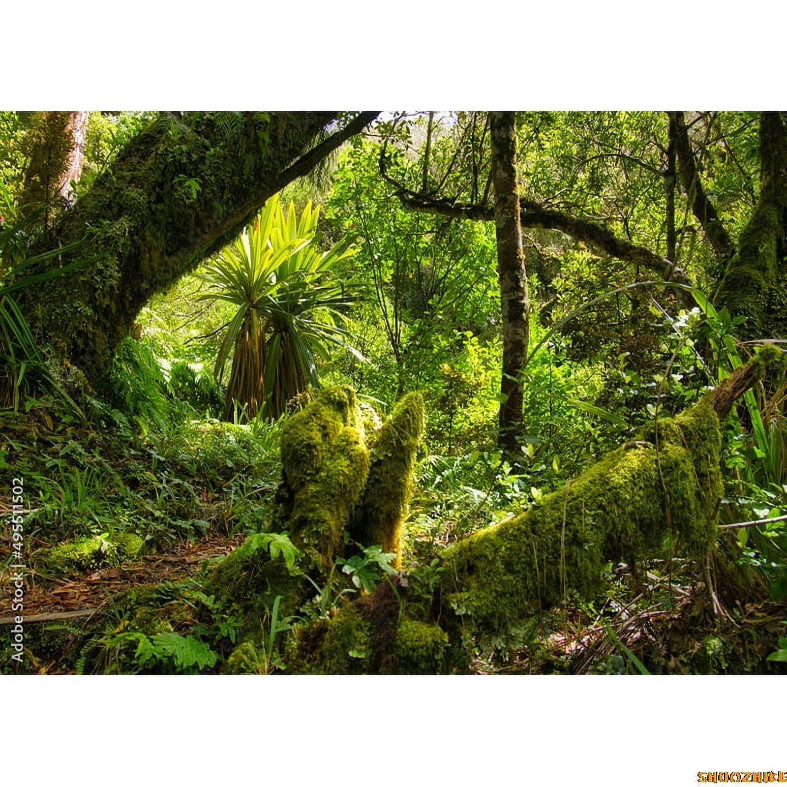 Tropical Rainforest Coniferous Forest Moss Fall Tree Photography ...