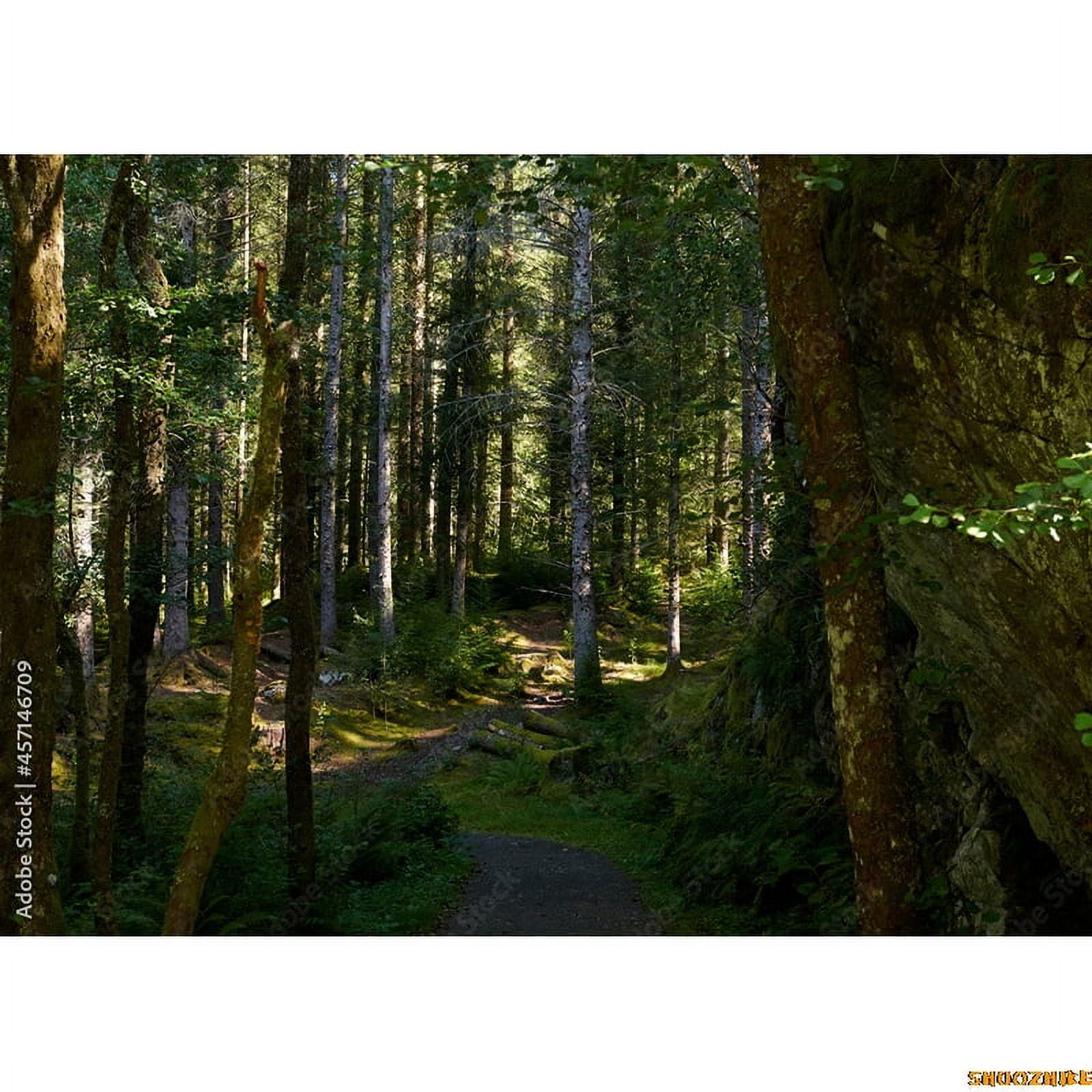 Tropical Rainforest Coniferous Forest Moss Fall Tree Photography ...