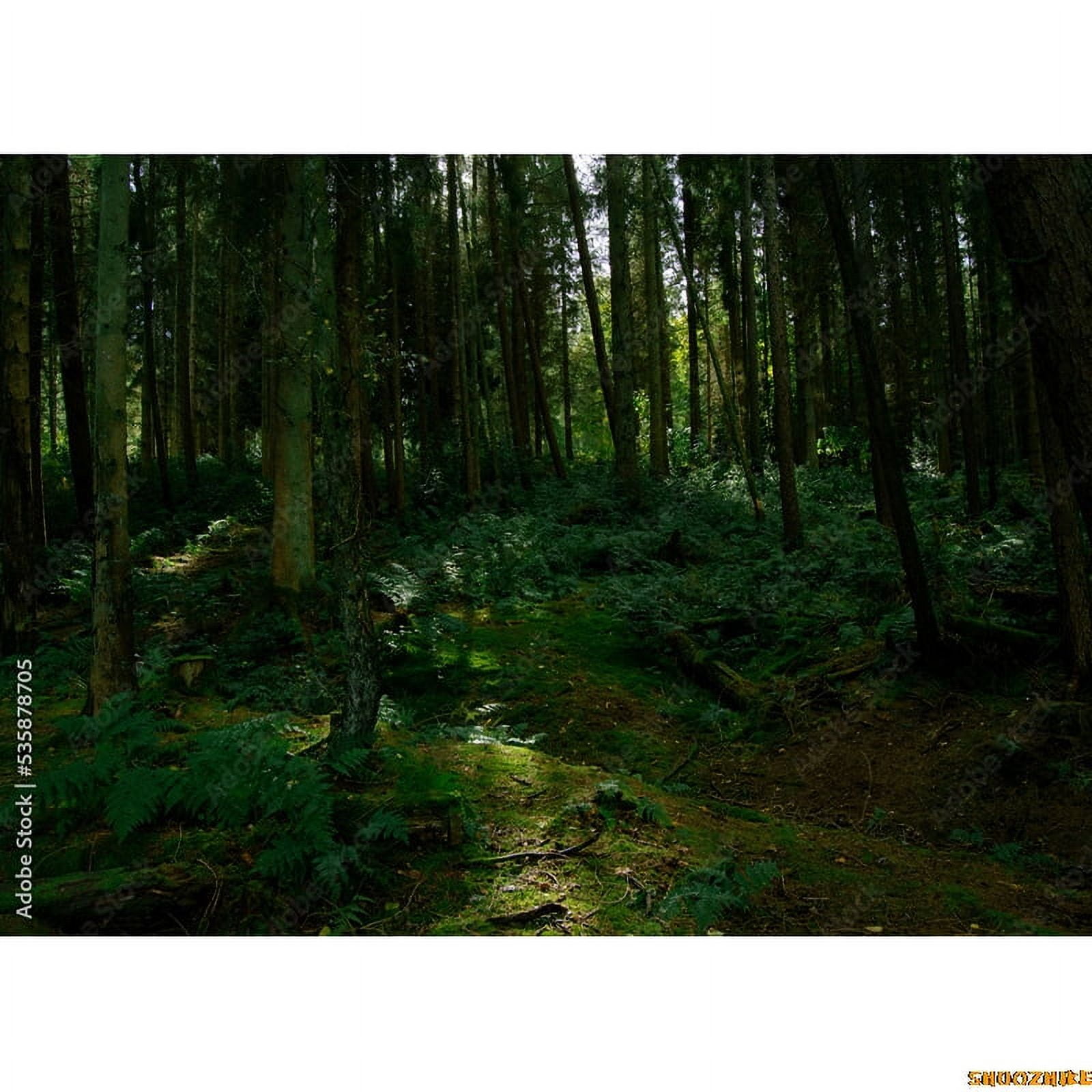 Tropical Rainforest Coniferous Forest Moss Fall Tree Photography ...