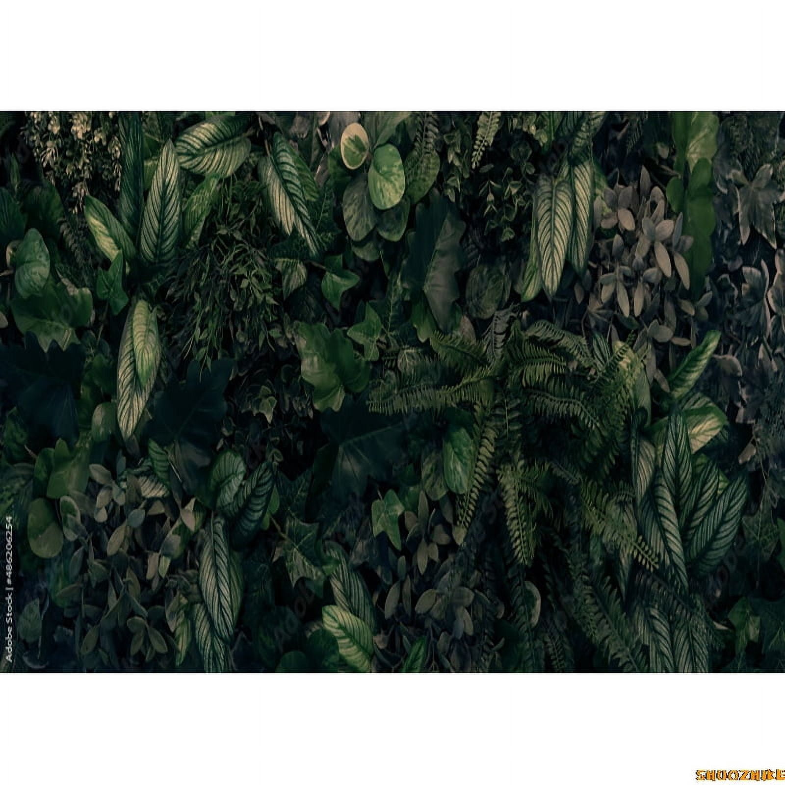 Tropical Rainforest Coniferous Forest Moss Fall Tree Photography ...