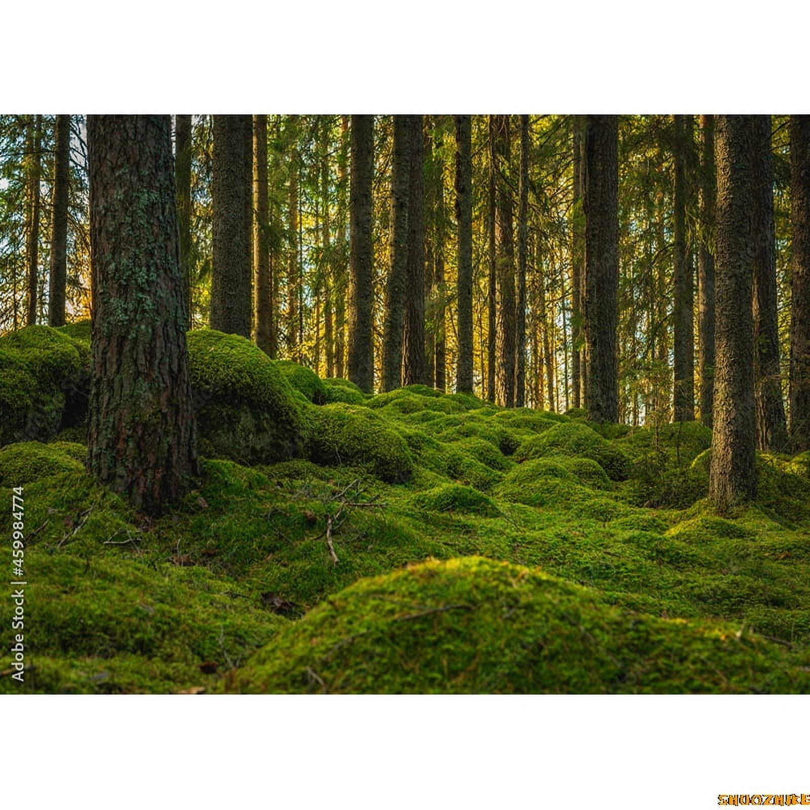 Tropical Rainforest Coniferous Forest Moss Fall Tree Photography ...
