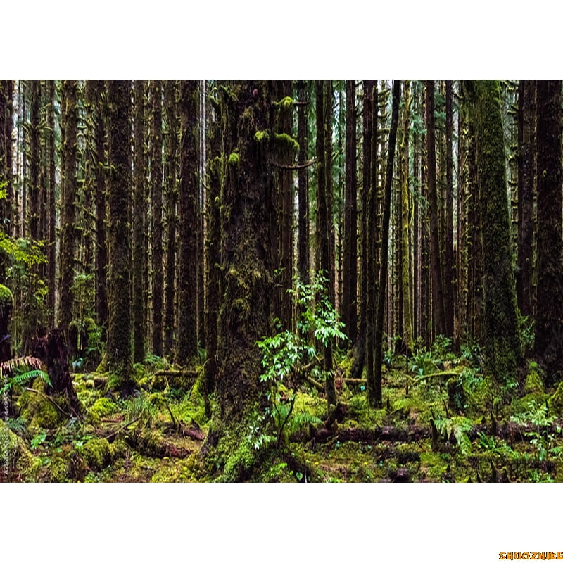 Tropical Rainforest Coniferous Forest Moss Fall Tree Photography ...