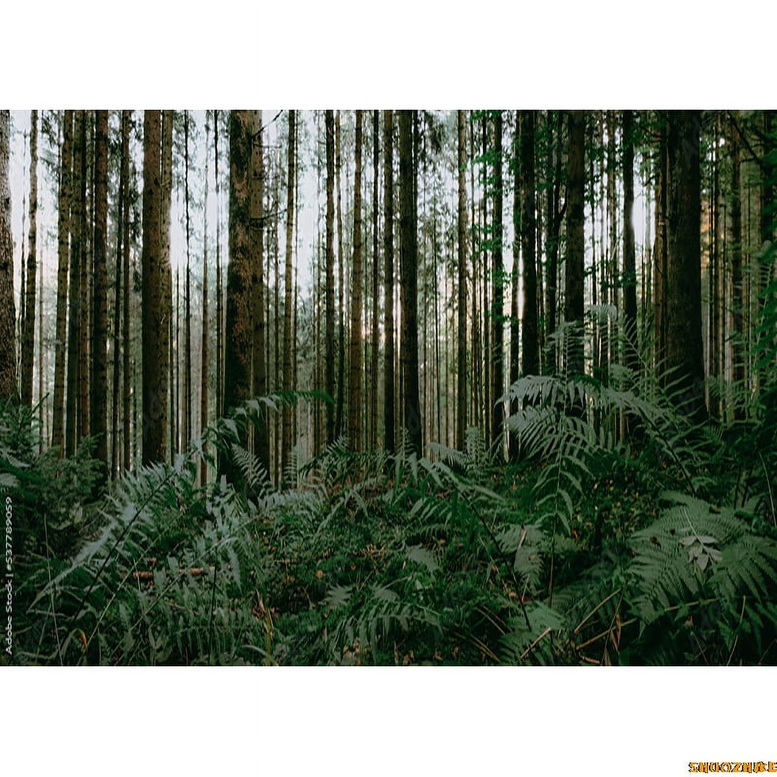 Tropical Rainforest Coniferous Forest Moss Fall Tree Photography ...