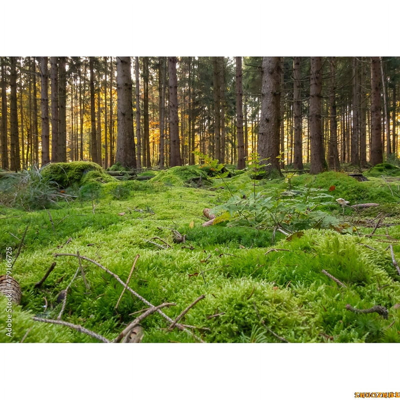 Tropical Rainforest Coniferous Forest Moss Fall Tree Photography ...
