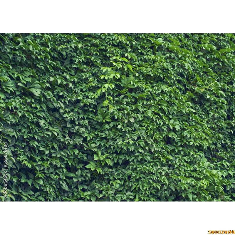 Tropical Rainforest Coniferous Forest Moss Fall Tree Photography ...