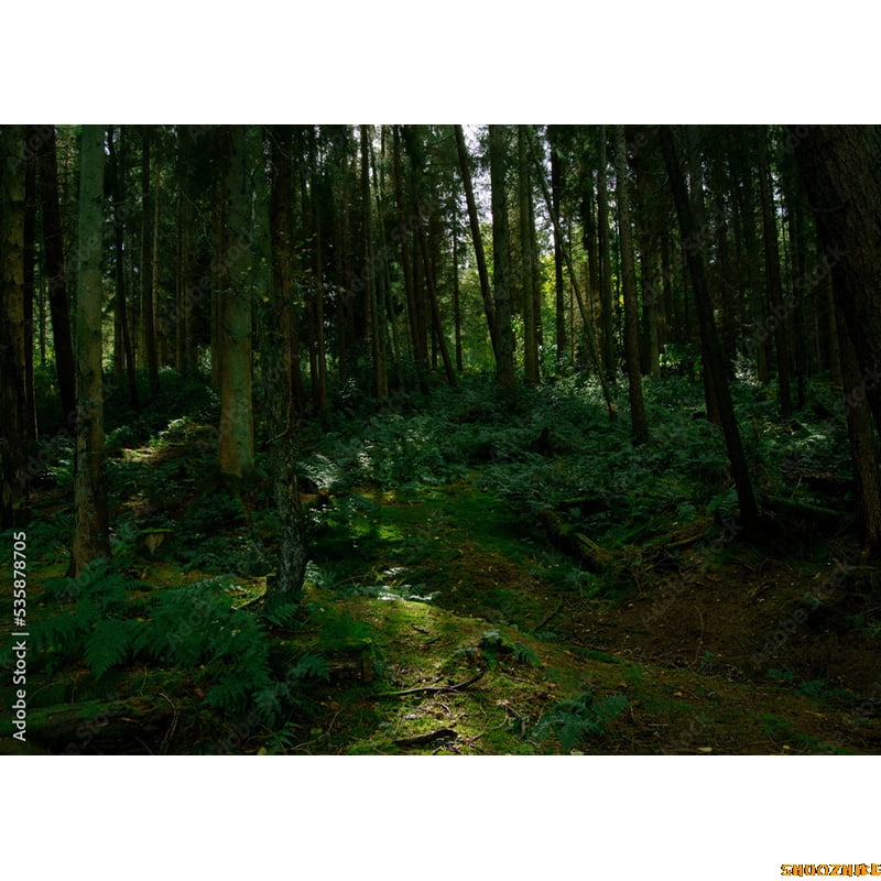 Tropical Rainforest Coniferous Forest Moss Fall Tree Photography ...