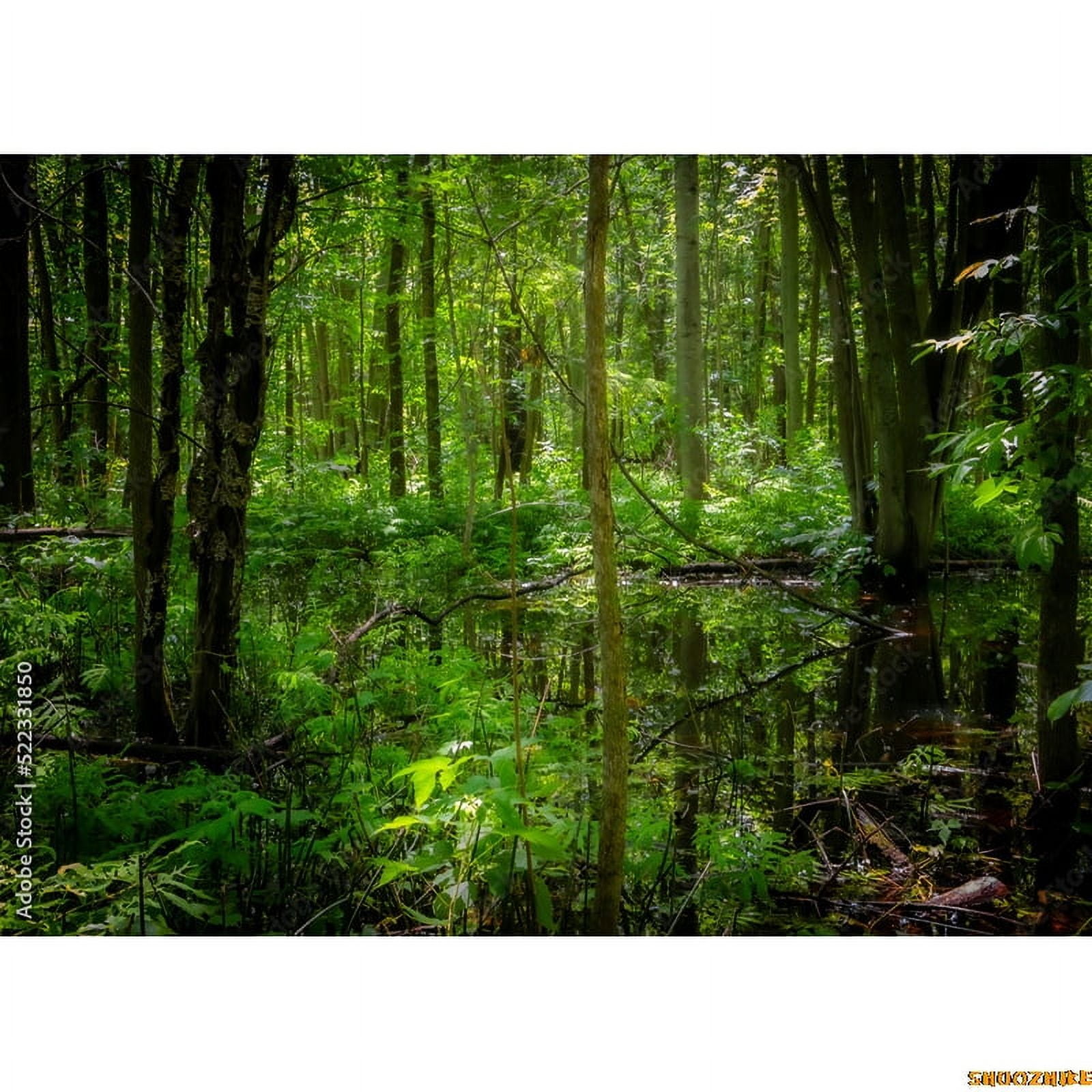 Tropical Rainforest Coniferous Forest Moss Fall Tree Photography ...