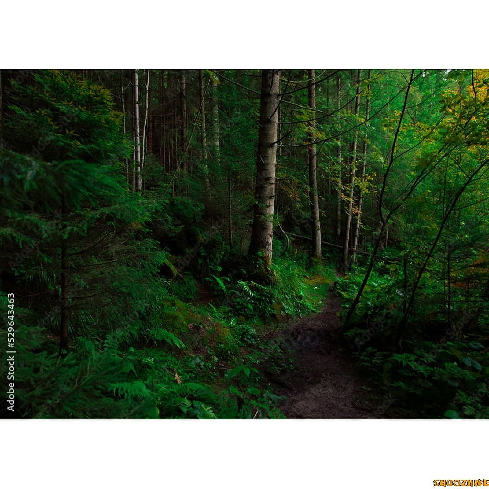 Tropical Rainforest Coniferous Forest Moss Fall Tree Photography ...