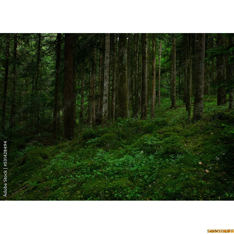 Tropical Rainforest Coniferous Forest Moss Fall Tree Photography ...