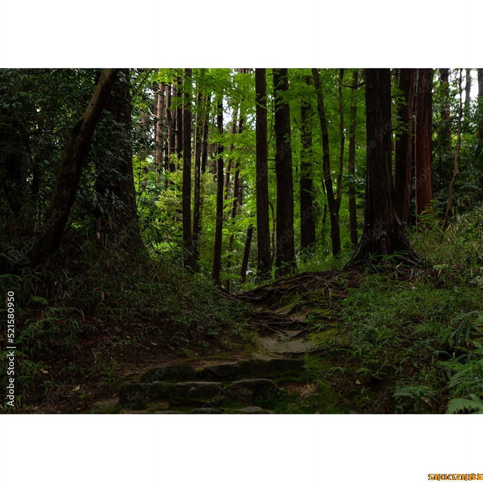 Tropical Rainforest Coniferous Forest Moss Fall Tree Photography ...