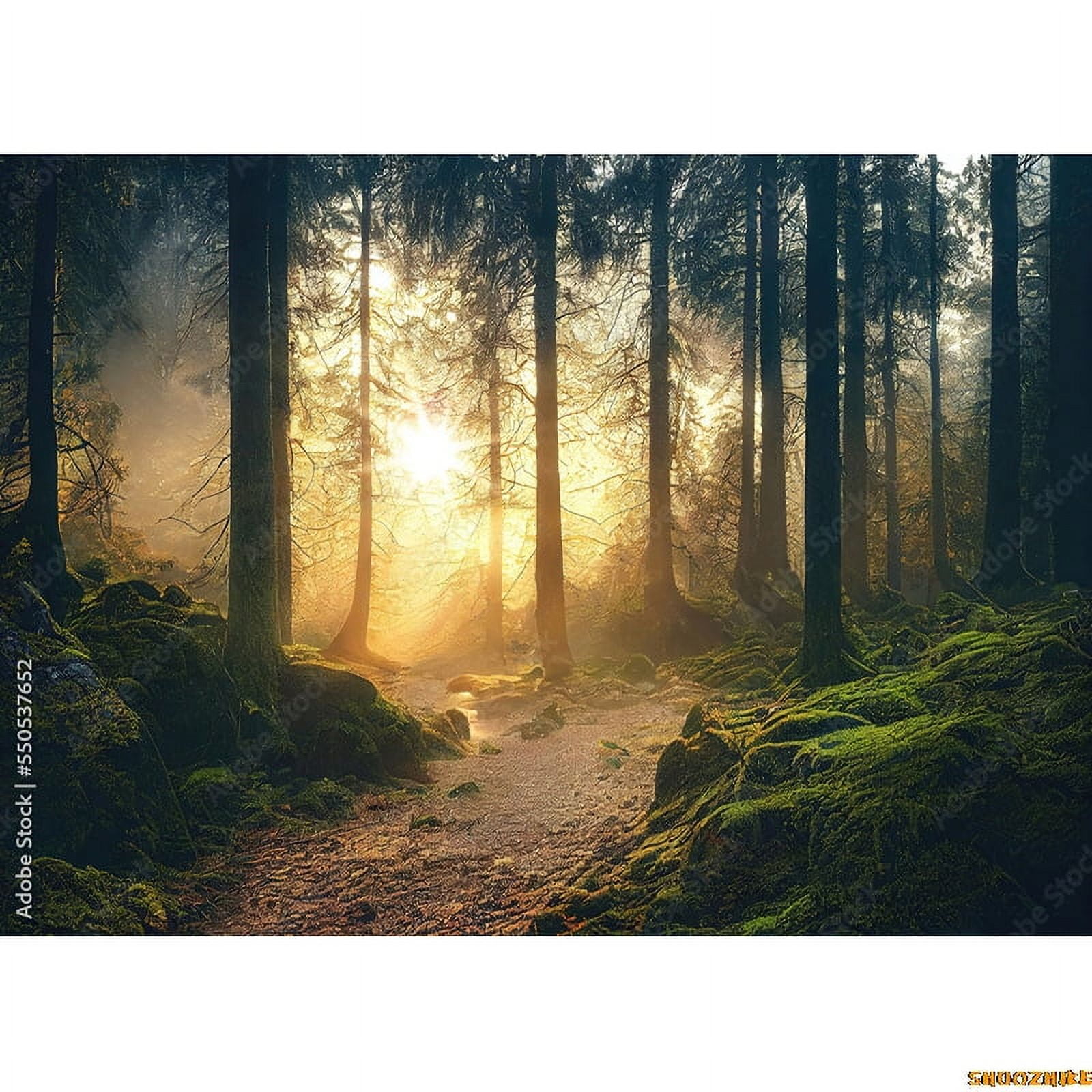 Tropical Rainforest Coniferous Forest Moss Fall Tree Photography ...