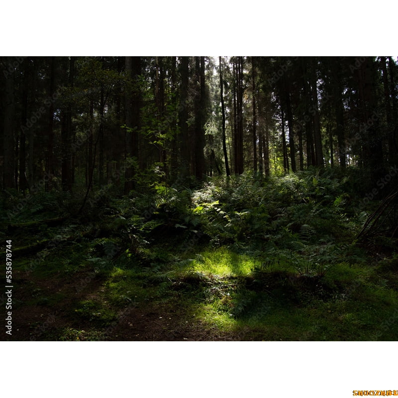 Tropical Rainforest Coniferous Forest Moss Fall Tree Photography ...