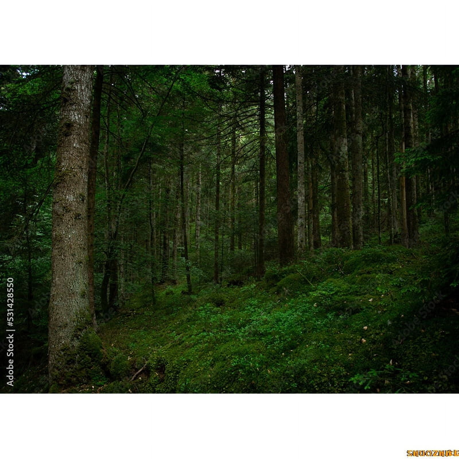 Tropical Rainforest Coniferous Forest Moss Fall Tree Photography ...