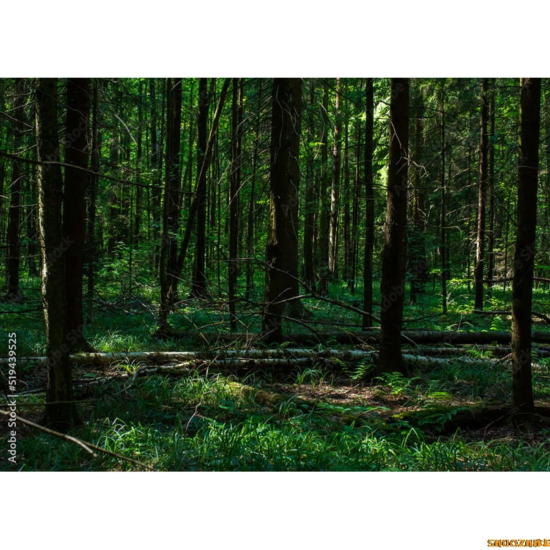 Tropical Rainforest Coniferous Forest Moss Fall Tree Photography ...