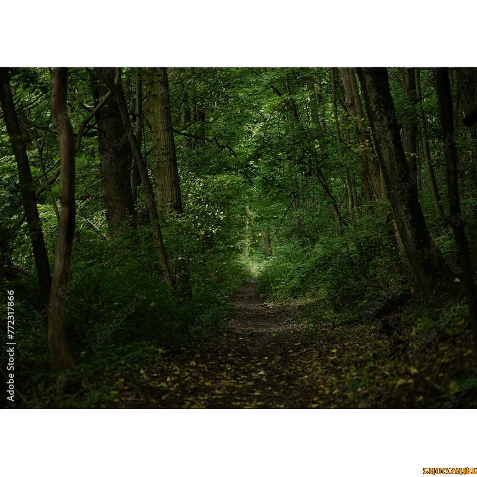 Tropical Rainforest Coniferous Forest Moss Fall Tree Photography ...