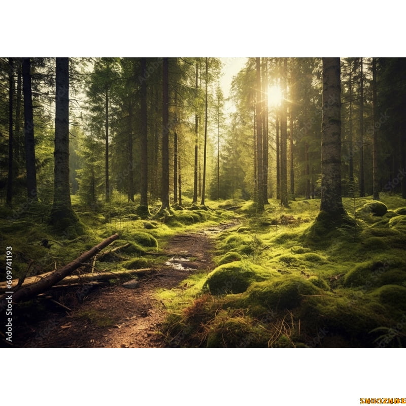 Tropical Rainforest Coniferous Forest Moss Fall Tree Photography ...