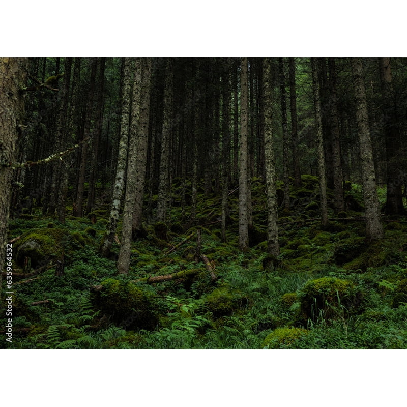Tropical Rainforest Coniferous Forest Moss Fallen Tree Photography ...