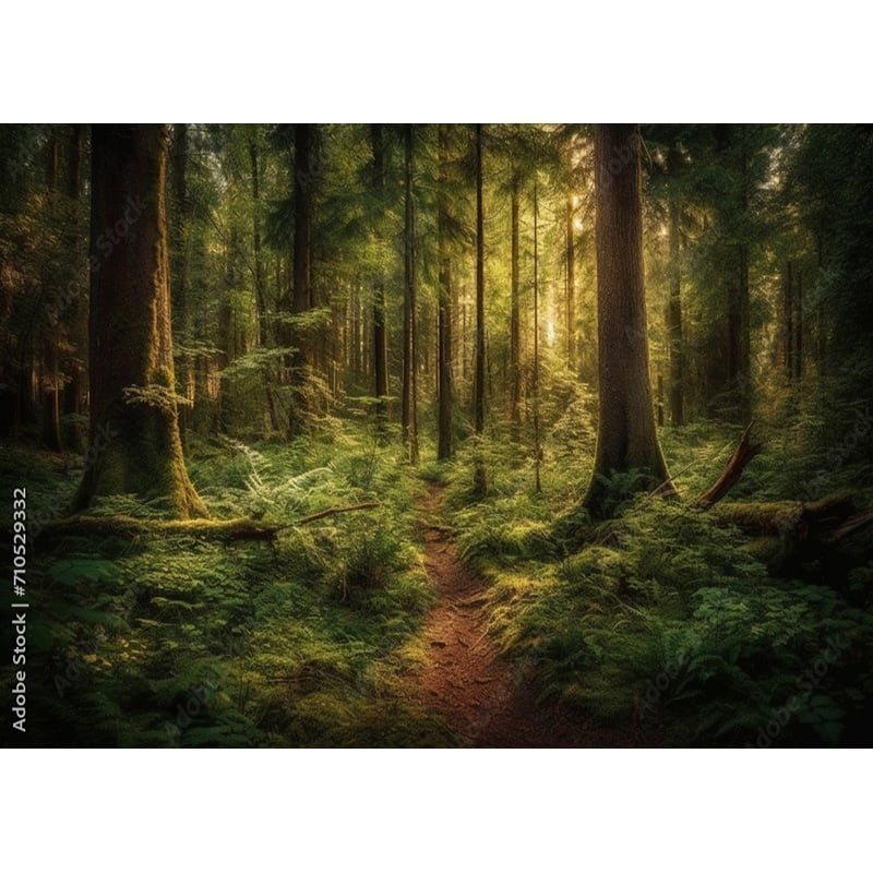 Tropical Rainforest Coniferous Forest Moss Fallen Tree Photography ...