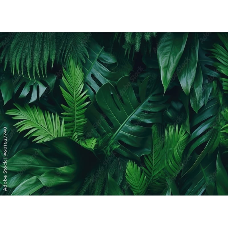 Tropical Rainforest Coniferous Forest Moss Fallen Tree Photography ...