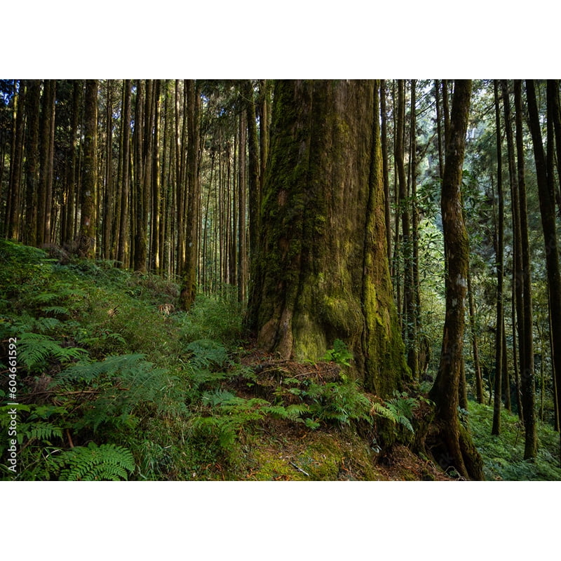 Tropical Rainforest Coniferous Forest Moss Fallen Tree Photography ...