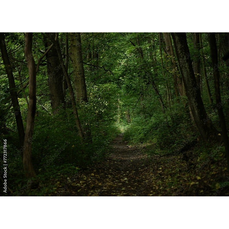 Tropical Rainforest Coniferous Forest Moss Fallen Tree Photography ...