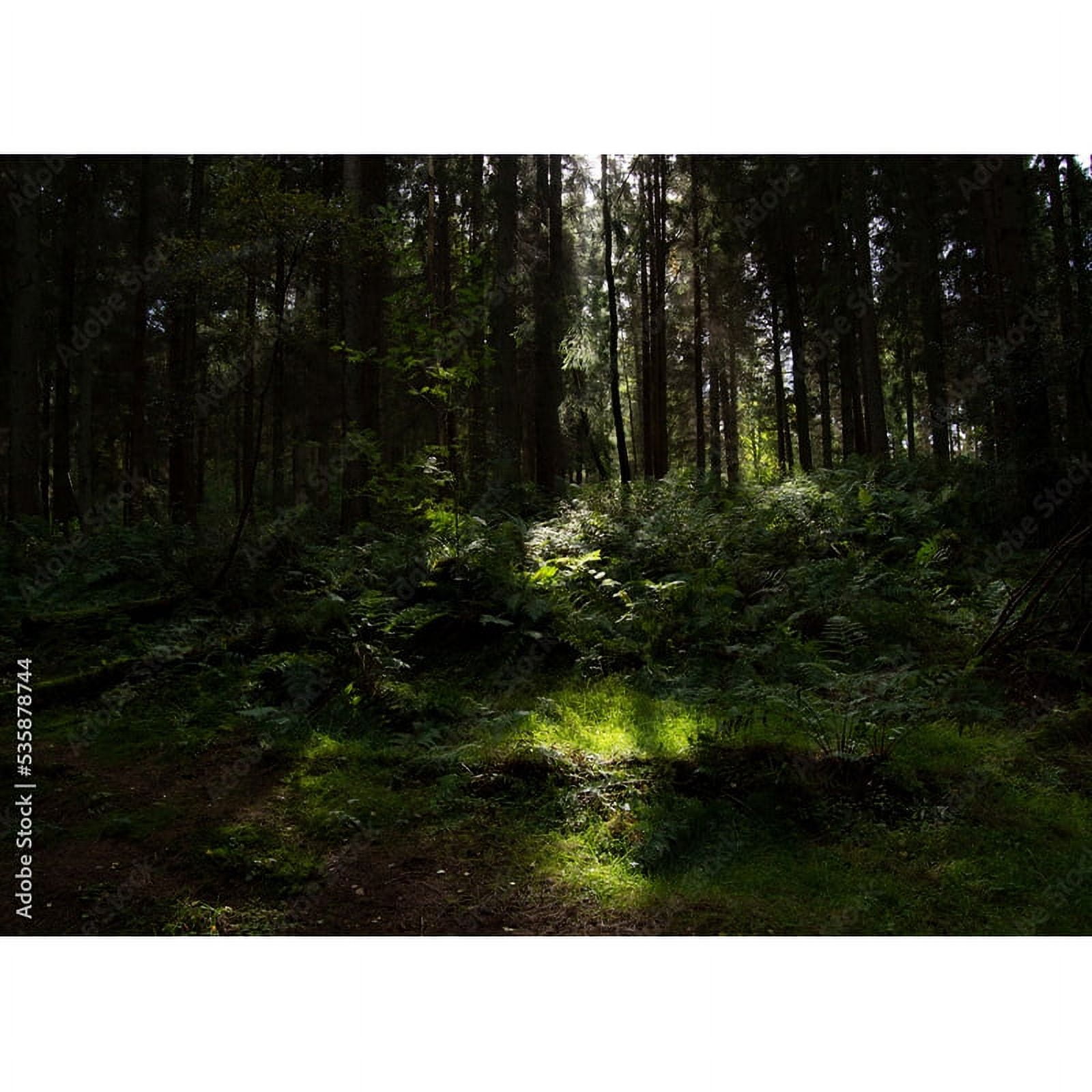 Tropical Rainforest Coniferous Forest Moss Fallen Tree Photography ...